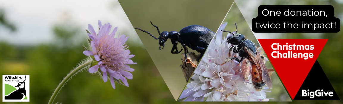 Saving Critical Critters – Big Give