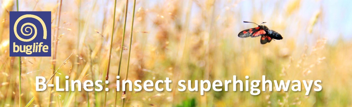 B-Lines: insect superhighways – Big Give