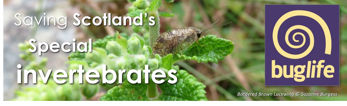 Saving Scotland’s Special Invertebrates – Big Give