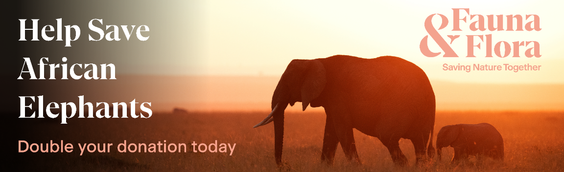 Help save African elephants – Big Give