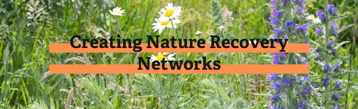 Creating Nature Recovery Networks – Big Give