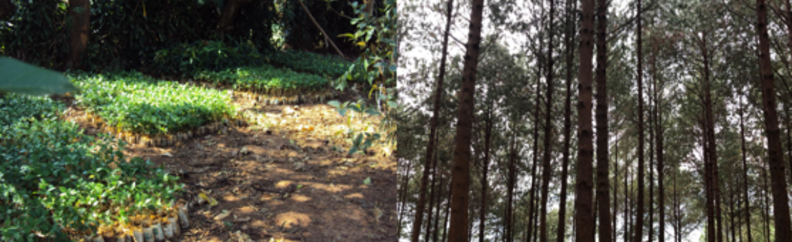 TREE PLANTING IN UGANDA – Big Give