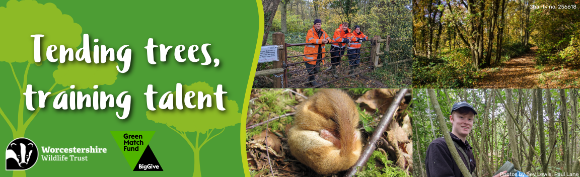 Tending Trees, Training Talent – Big Give