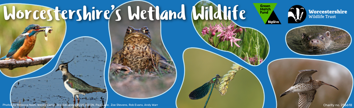 Worcestershire's Wetland Wildlife – Big Give