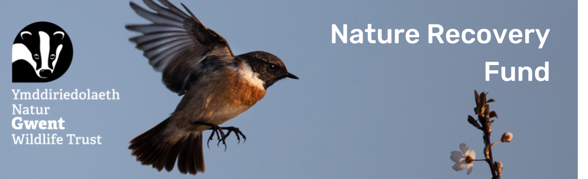 Nature Recovery Fund – Big Give