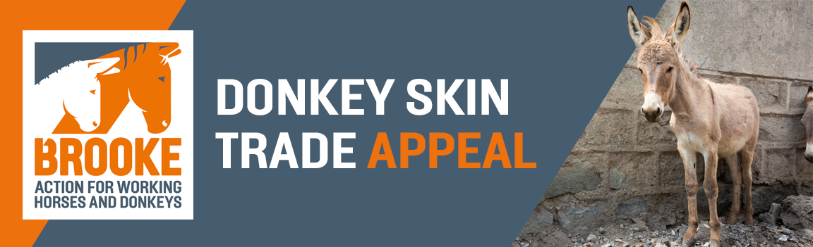 Ban the trade in Donkey Skins – Big Give