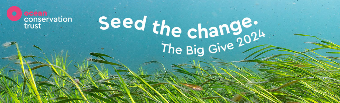 Seed the Change – Big Give