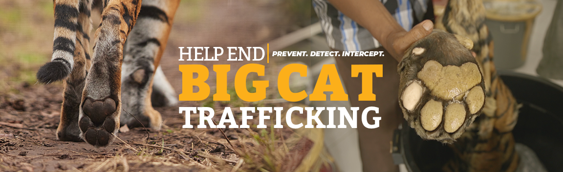 Stop Big Cat Poaching: Prevent, Detect, Intercept – Big Give