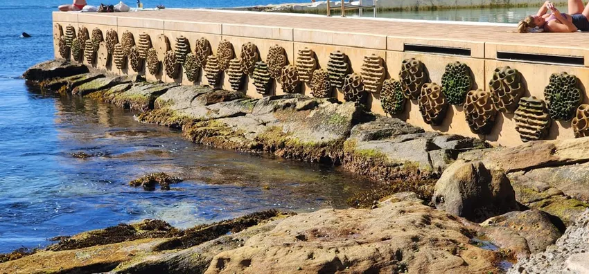 Bring back life to the shores with Living Seawalls – Big Give