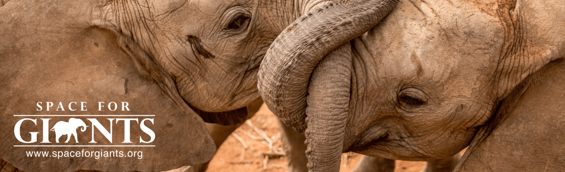 Help Save An Elephant. Support A Family – Big Give