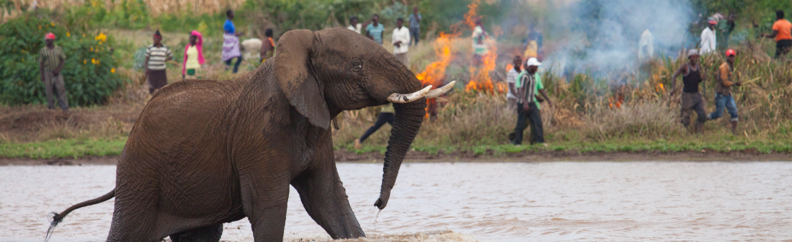 Tackling Human-Elephant Conflict in Northern Kenya – Big Give
