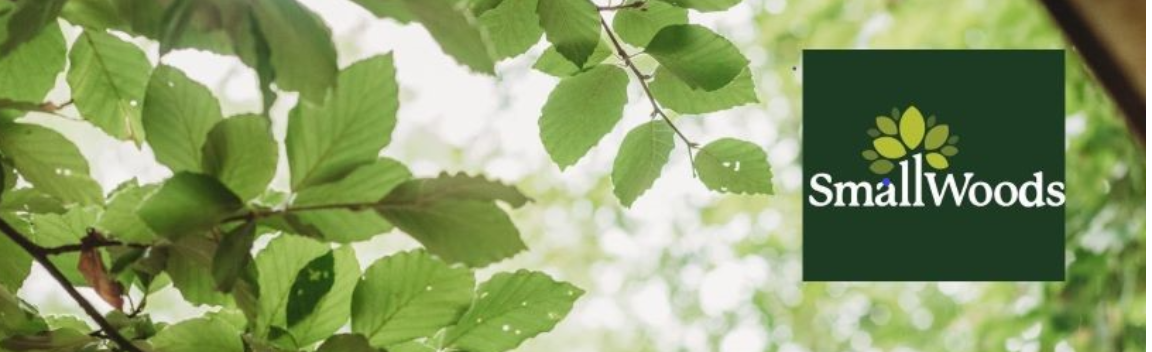 Small Woods and the Big Picture – Big Give