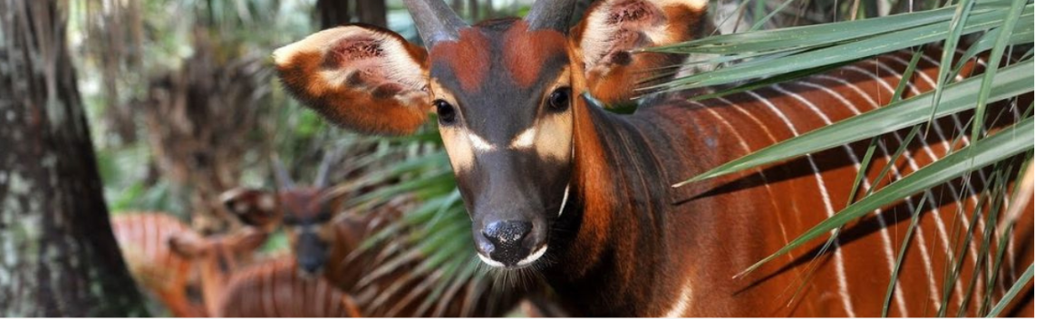 Restoring Mountain Bongo to the Mt. Kenya Forest – Big Give