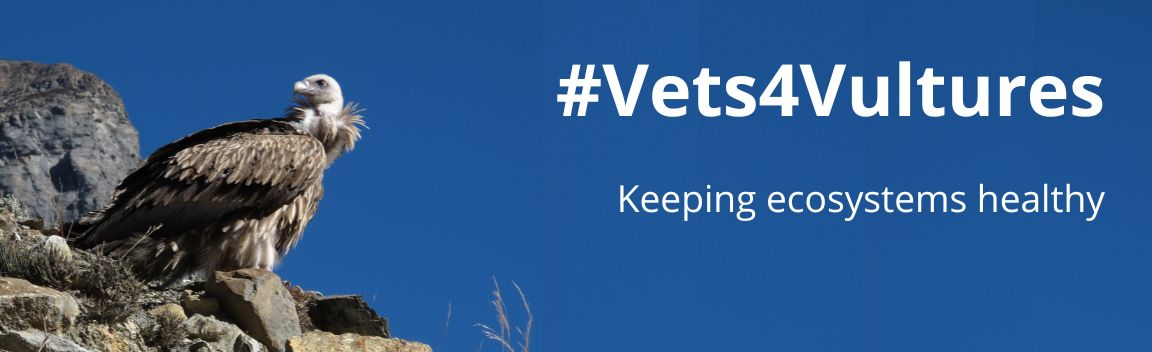Saving vultures to keep ecosystems healthy – Big Give