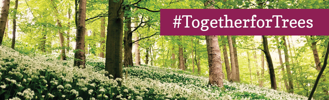 Together for Trees – Big Give