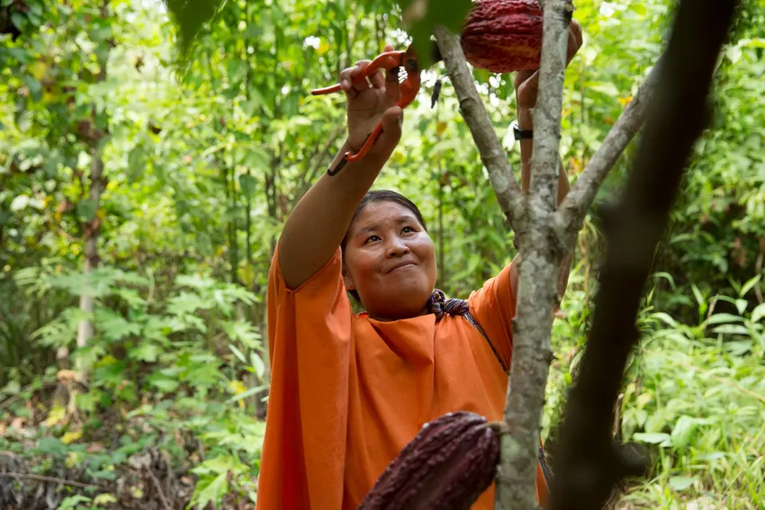 Indigenous Communities Together Conserve Forests