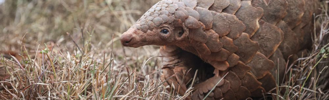 Against all odds: The scale of extinction. – Big Give