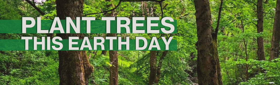 Plant trees to restore nature – Big Give