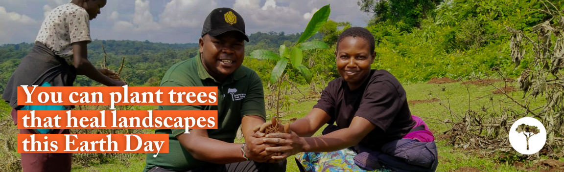 Plant trees that heal our planet – Big Give