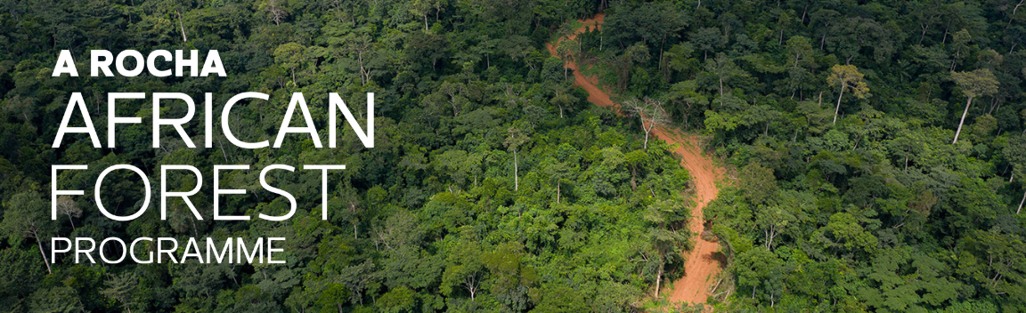 Together for the future of African forests – Big Give