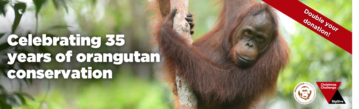 Celebrating 35 years of orangutan conservation – Big Give
