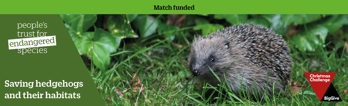 Saving hedgehogs and their habitats