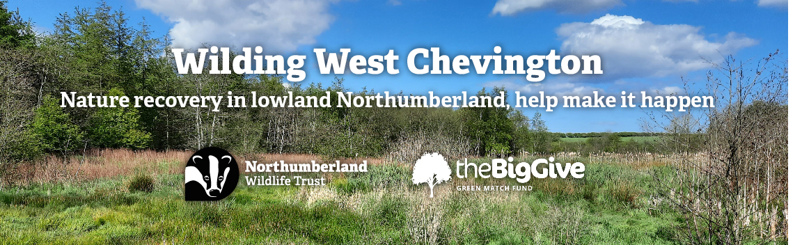 Wilding West Chevington – Big Give