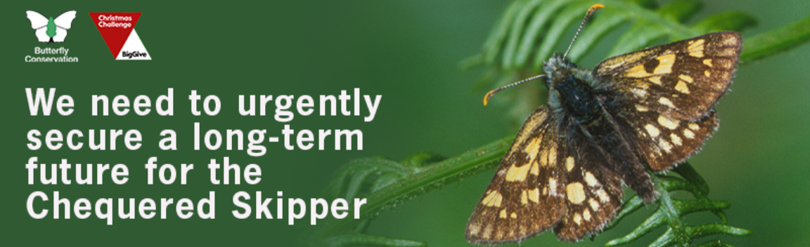Lift off for the Chequered Skipper – Big Give