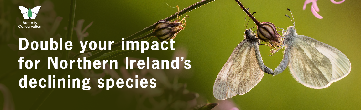 Boosting Northern Ireland’s Butterflies & Moths – Big Give