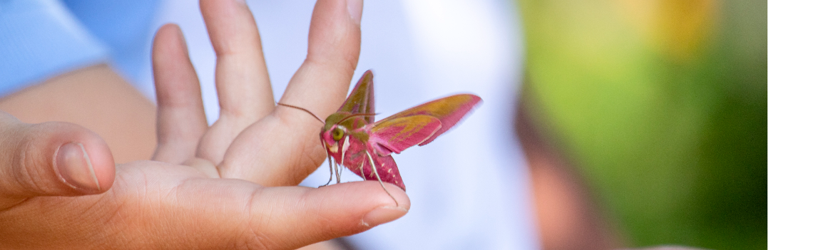 Nature’s protectors: inspiring the next generation – Big Give