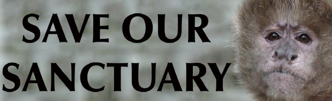Help Save The Monkey Sanctuary – Big Give