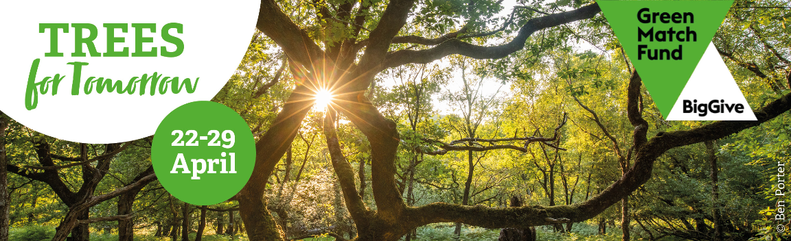 Trees for Tomorrow – Big Give