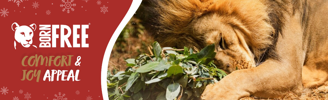Comfort & Joy - Enriching Rescued Animal Lives – Big Give