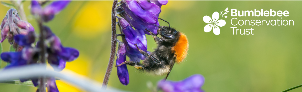 Moss Carder Bees of Cornwall – Big Give