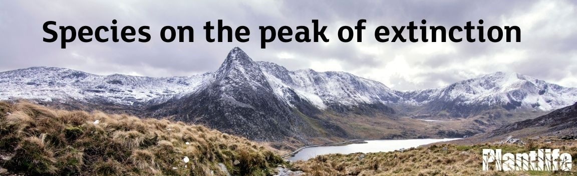 Moving Mountains–species on the peak of extinction – Big Give