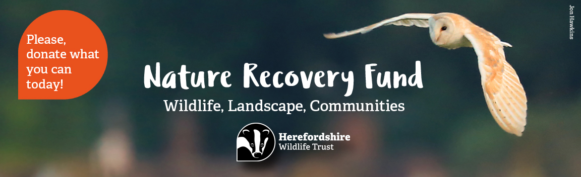Nature Recovery Fund – Big Give