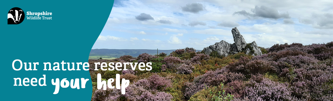 Our nature reserves need your help! – Big Give