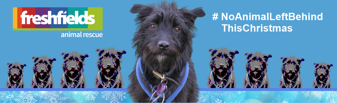 No Animal Left Behind This Christmas – Big Give