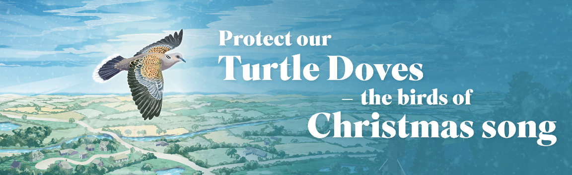 Protect our Turtle Doves – the birds of Christmas song – Big Give