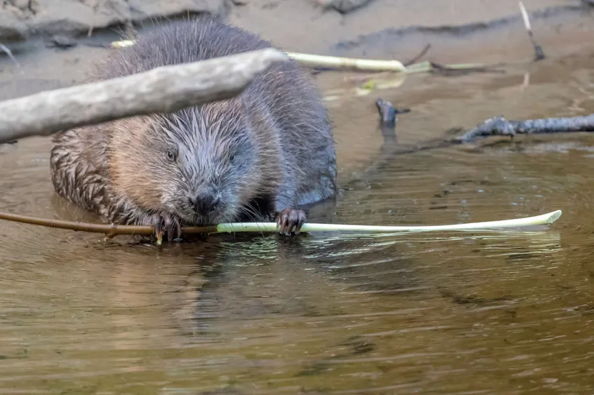 Returning Beavers to Britain – Big Give