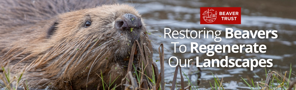Returning Beavers to Britain – Big Give