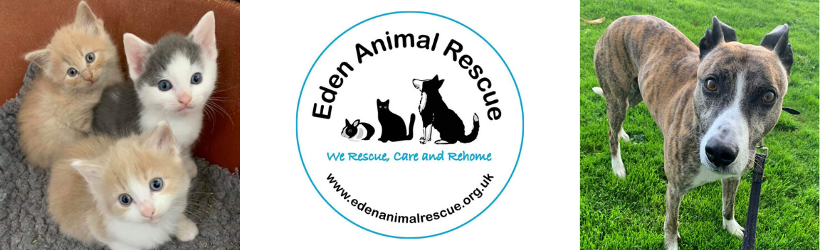 Eden Animal Rescue - New Year, New Lives – Big Give