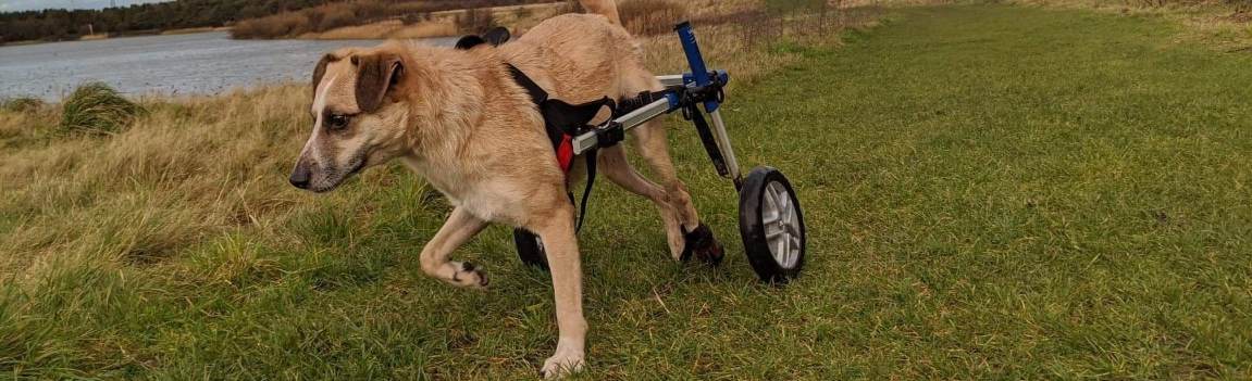 Need dog wheels/prosthetics for our disabled dogs – Big Give