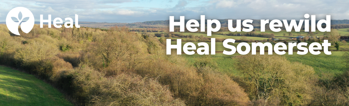 Support our new rewilding site Heal Somerset – Big Give
