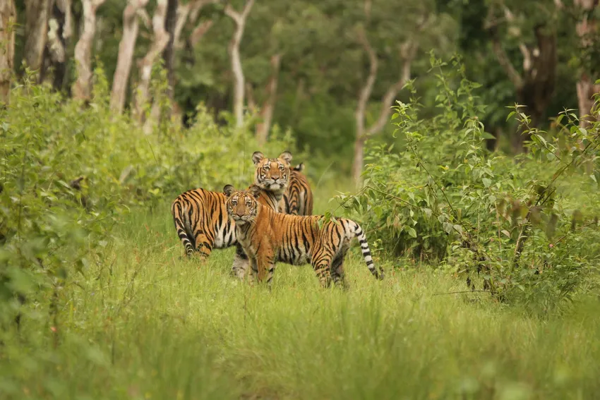 Help Equip Rangers to Protect India's Tigers – Big Give