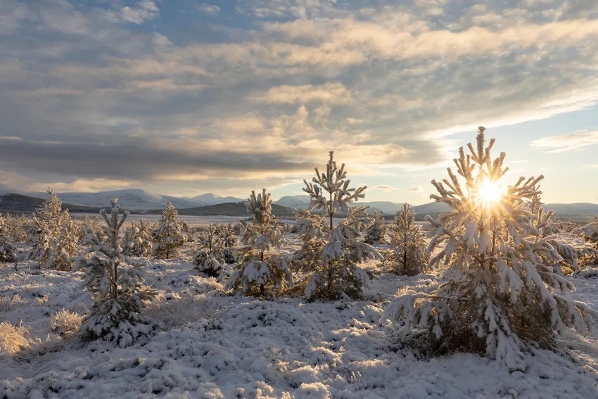 Make rewilding happen for nature, climate & people – Big Give