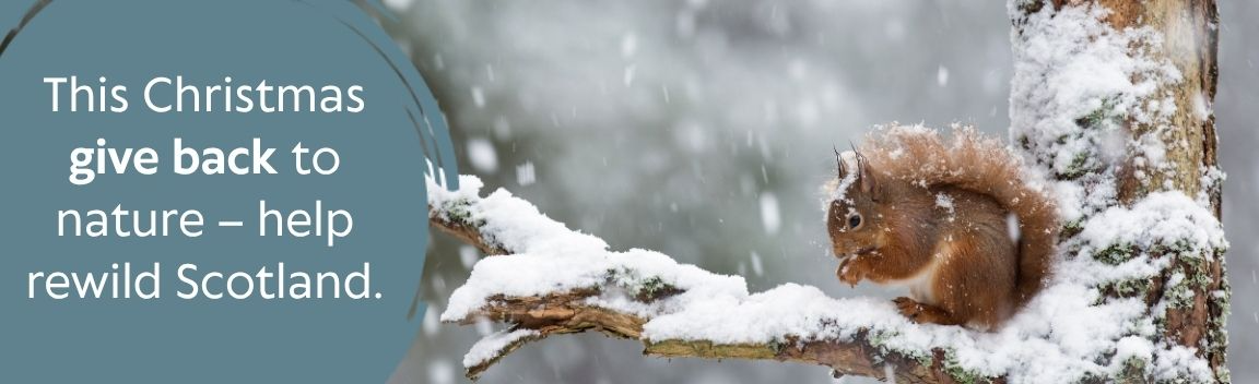 Make rewilding happen for nature, climate & people – Big Give