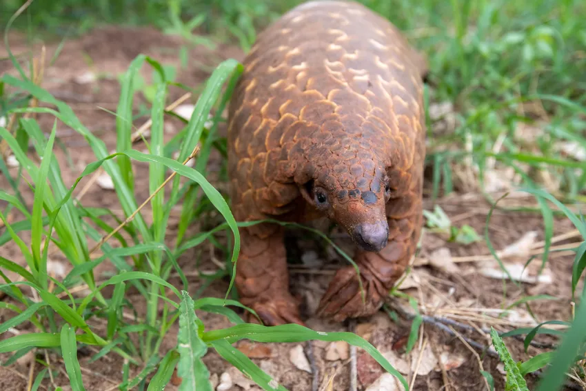 Protect The Good, The Bad and The Ugly! – Big Give