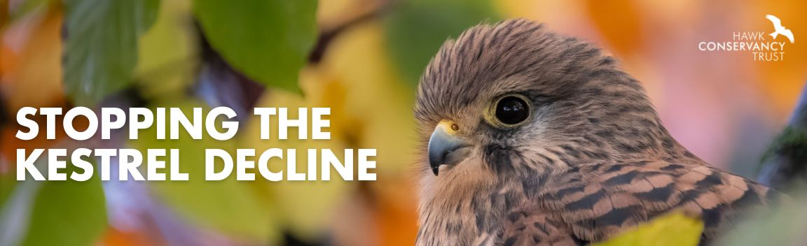 Stopping the Kestrel decline – Big Give