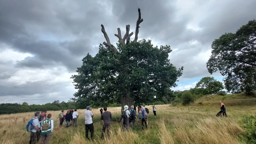 Protecting our Ancient and Veteran Trees together – Big Give